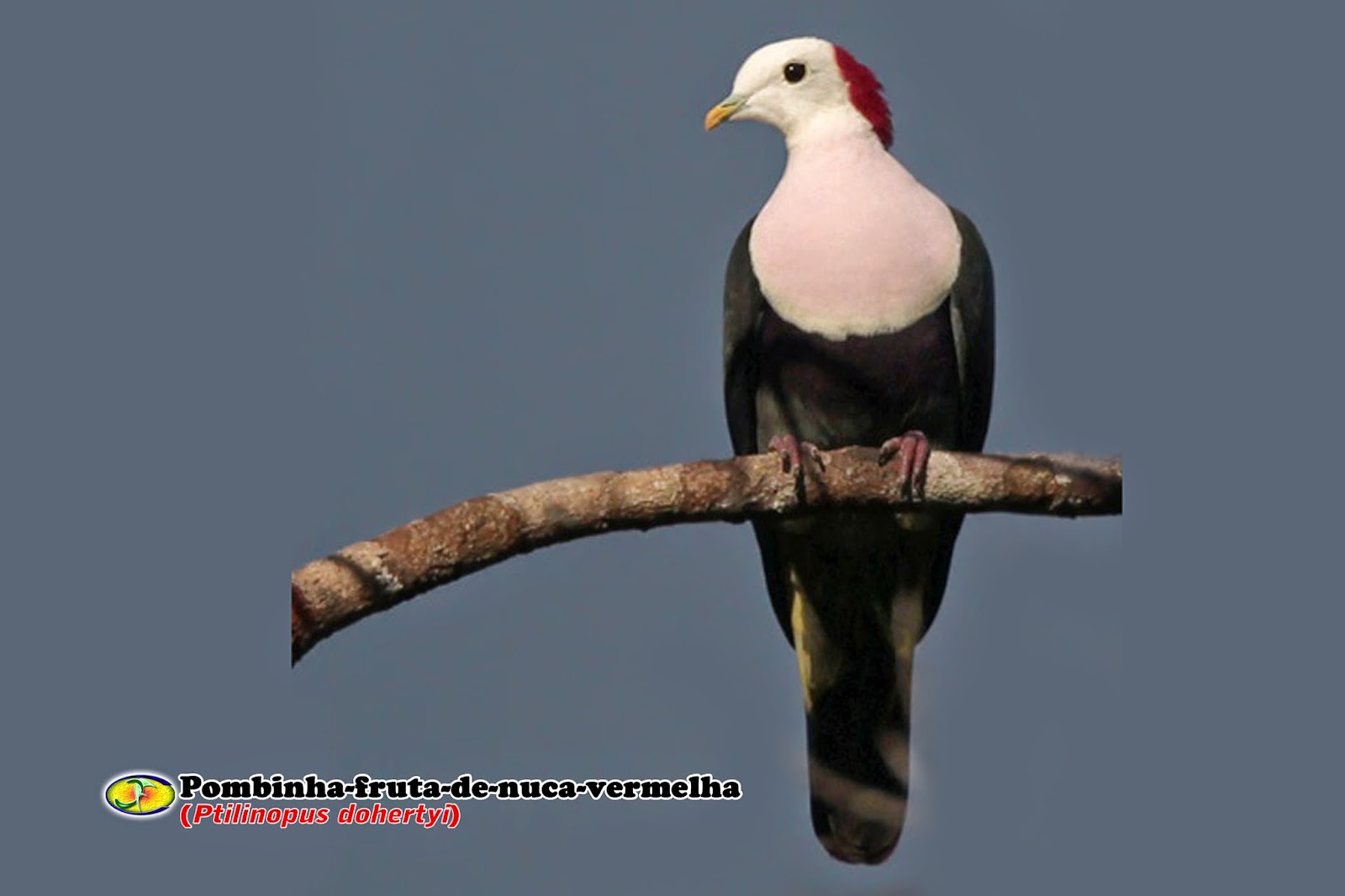 ORNITOLOGIA: Pombinha-fruta-de-nuca-vermelha (Ptilinopus dohertyi)